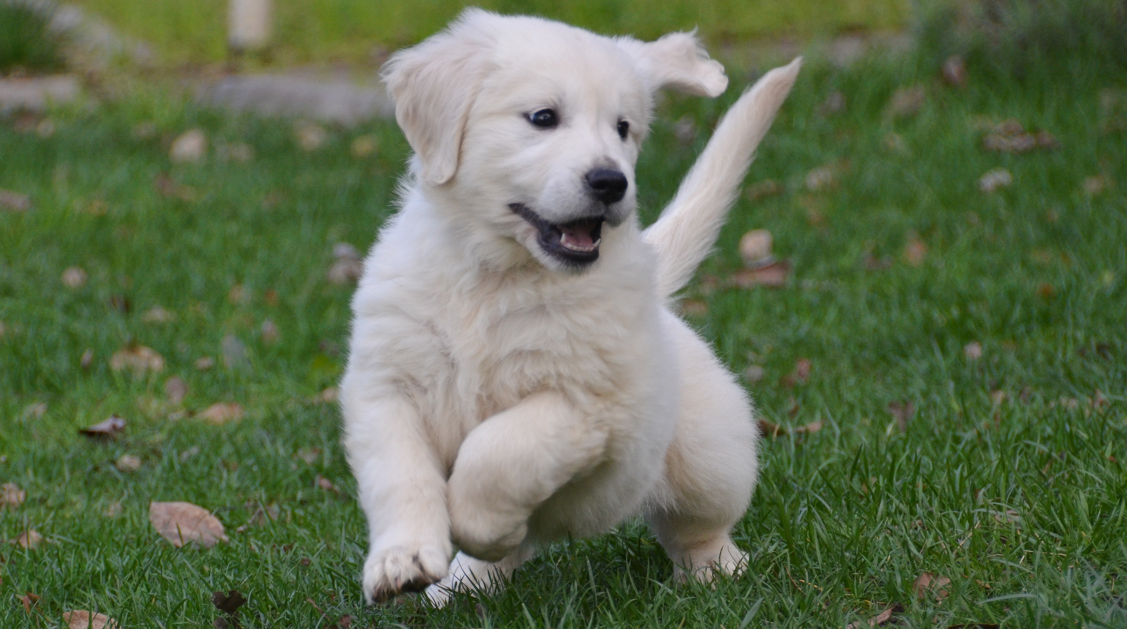 Photo Gallery | Classic Heritage Golden Retrievers