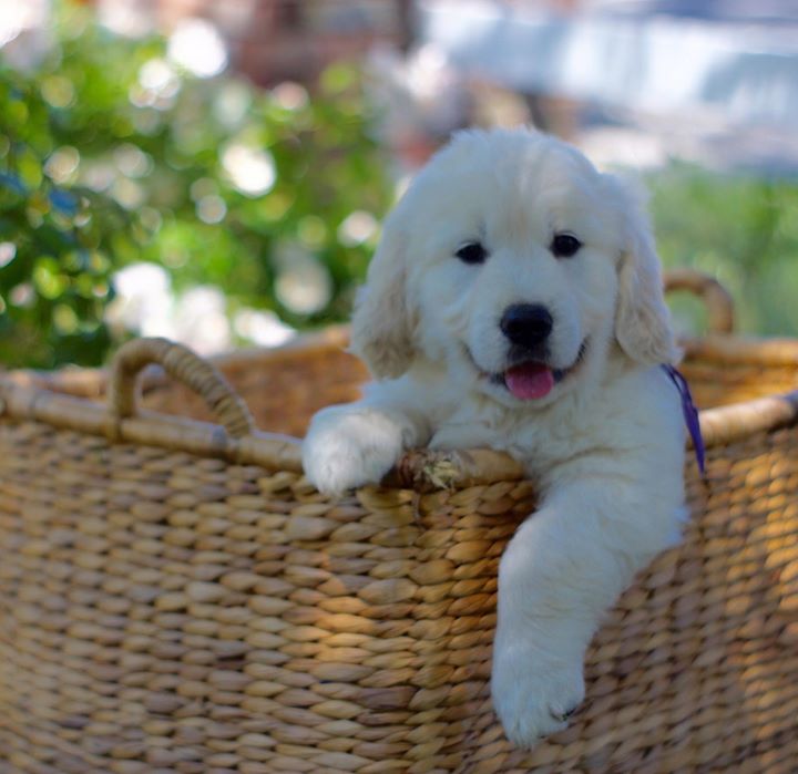 Photo Gallery | Classic Heritage Golden Retrievers