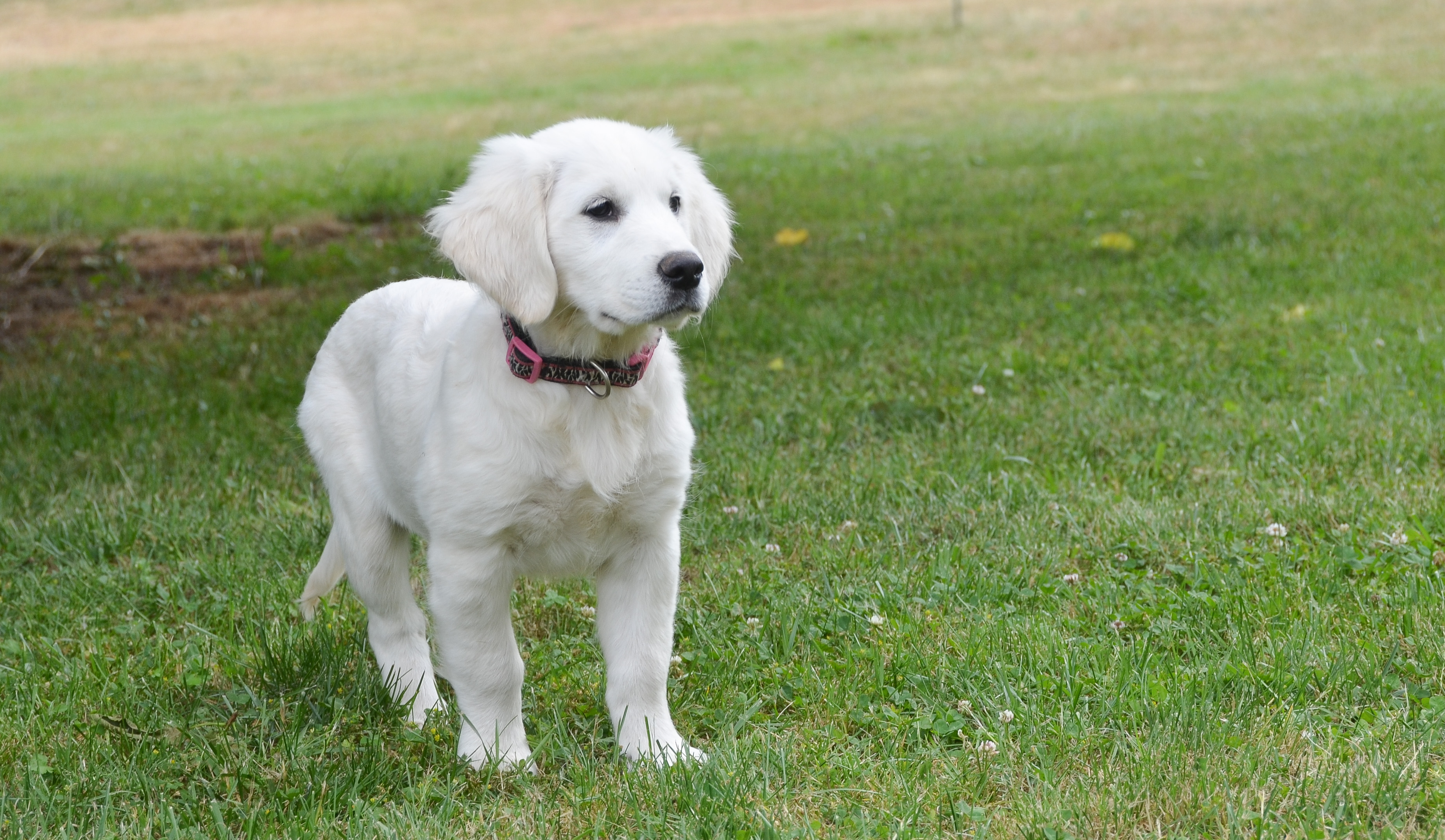 Photo Gallery | Classic Heritage Golden Retrievers