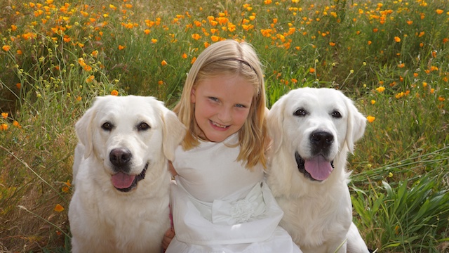 Photo Gallery | Classic Heritage Golden Retrievers