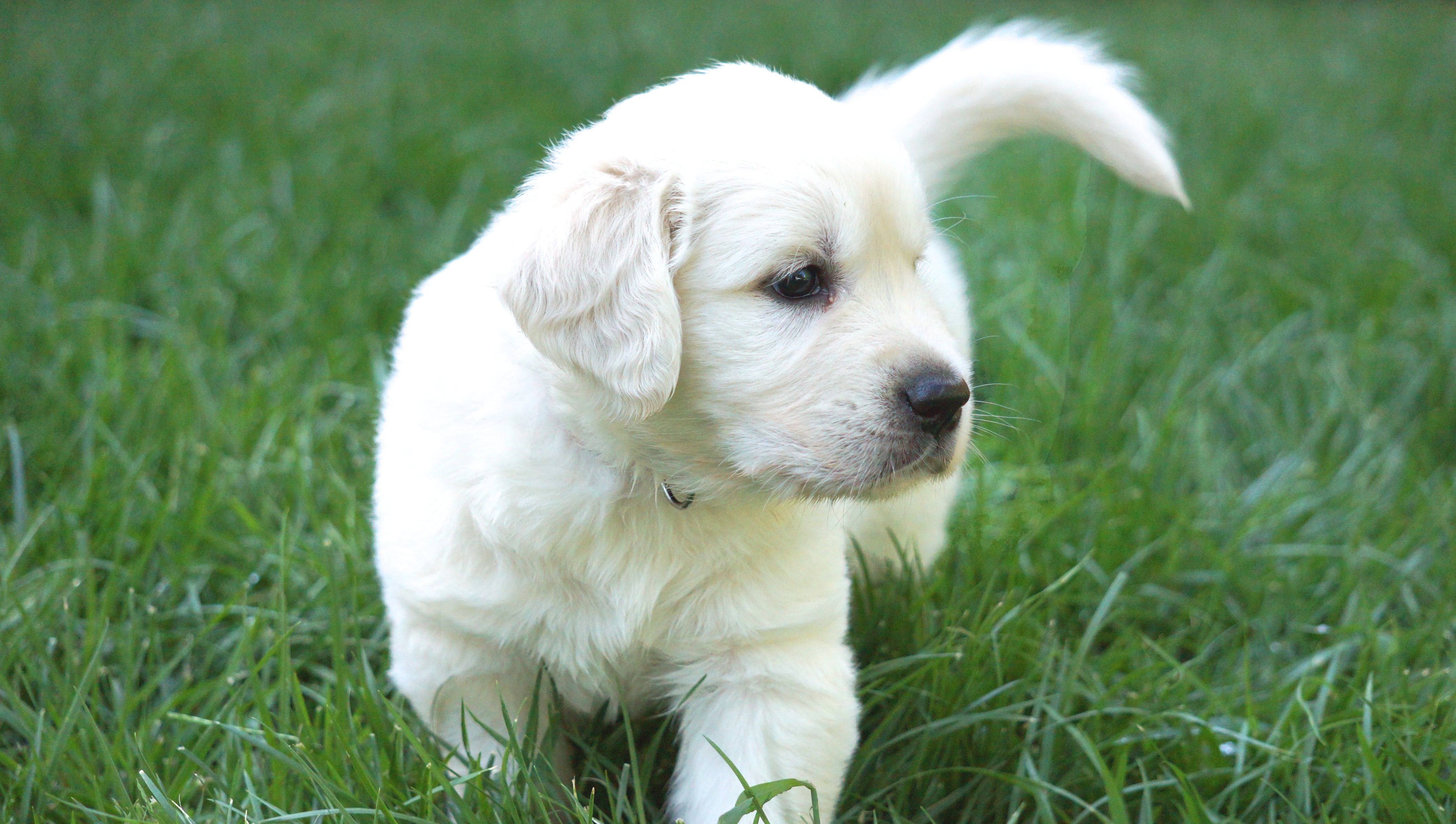 Photo Gallery | Classic Heritage Golden Retrievers