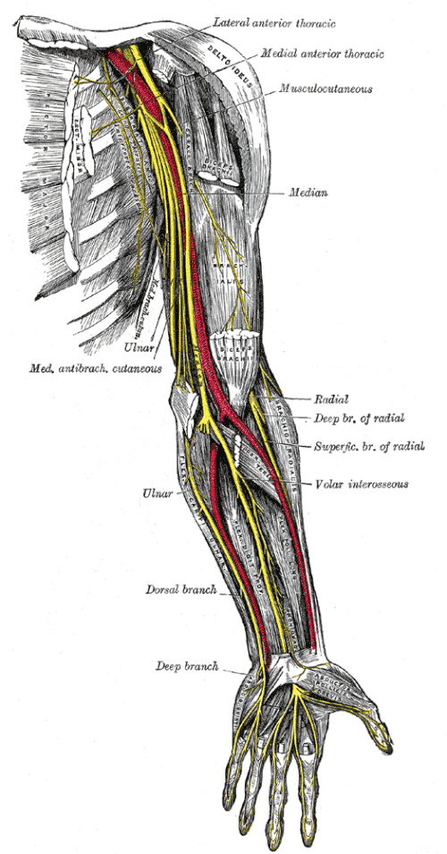 The Median Nerve