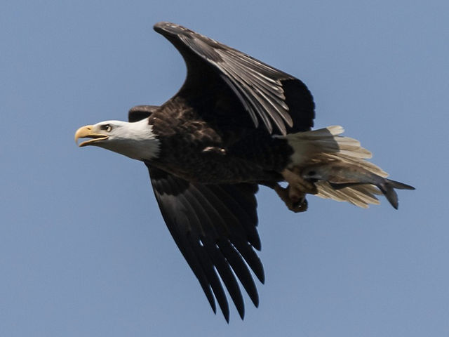 when do eagles hunt the most