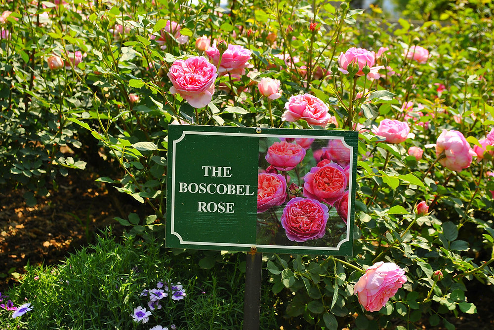 THE BOSCOBEL ROSE