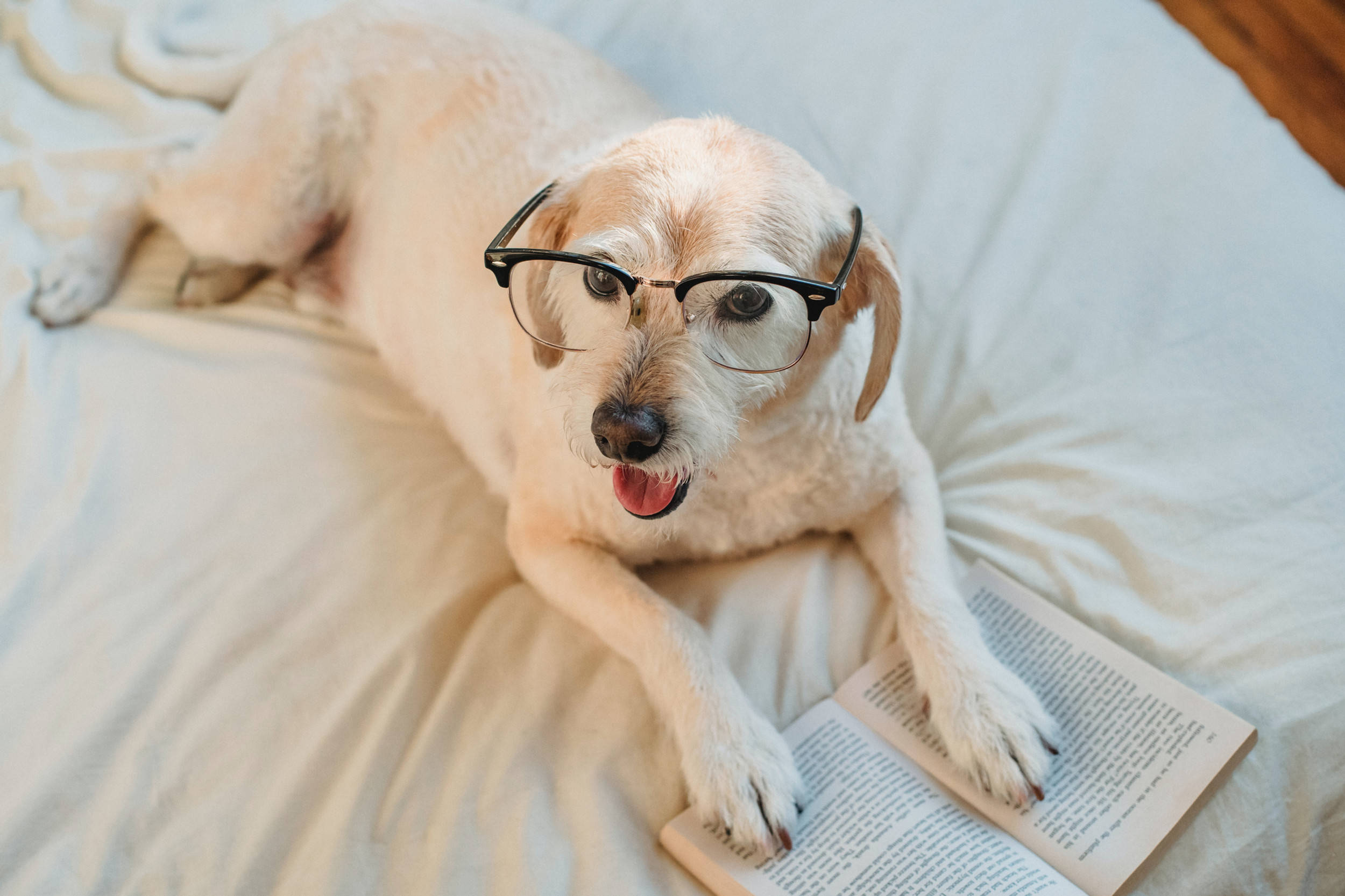 Contact | Four Legged Forgotten Oldies Senior Animals