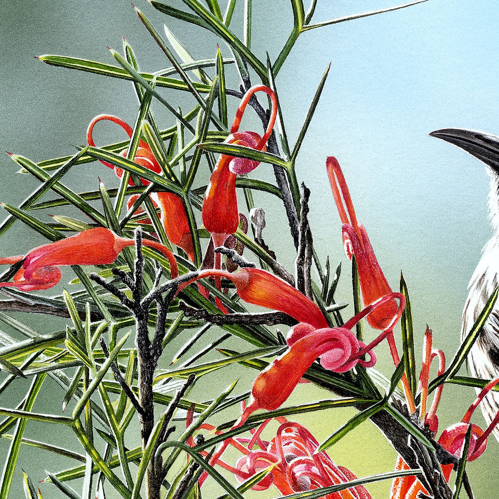 The Banquet (New Holland Honeyeater) LIMITED EDITION OF 20 | Frances ...