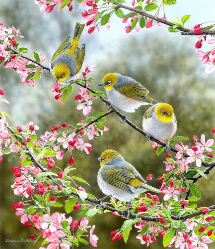 Spring Morning (Silvereyes) LIMITED EDITION OF 20 | Frances McMahon