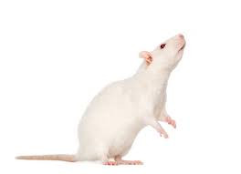 Frozen Rats prices starting at | Driftless Reptiles