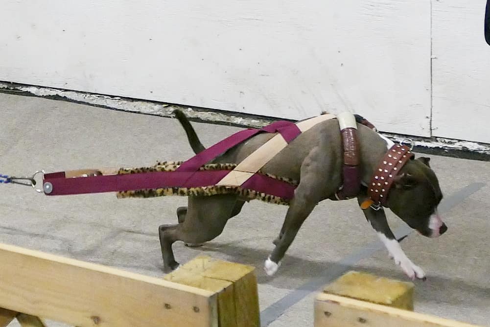 KALI | Border City Bullies