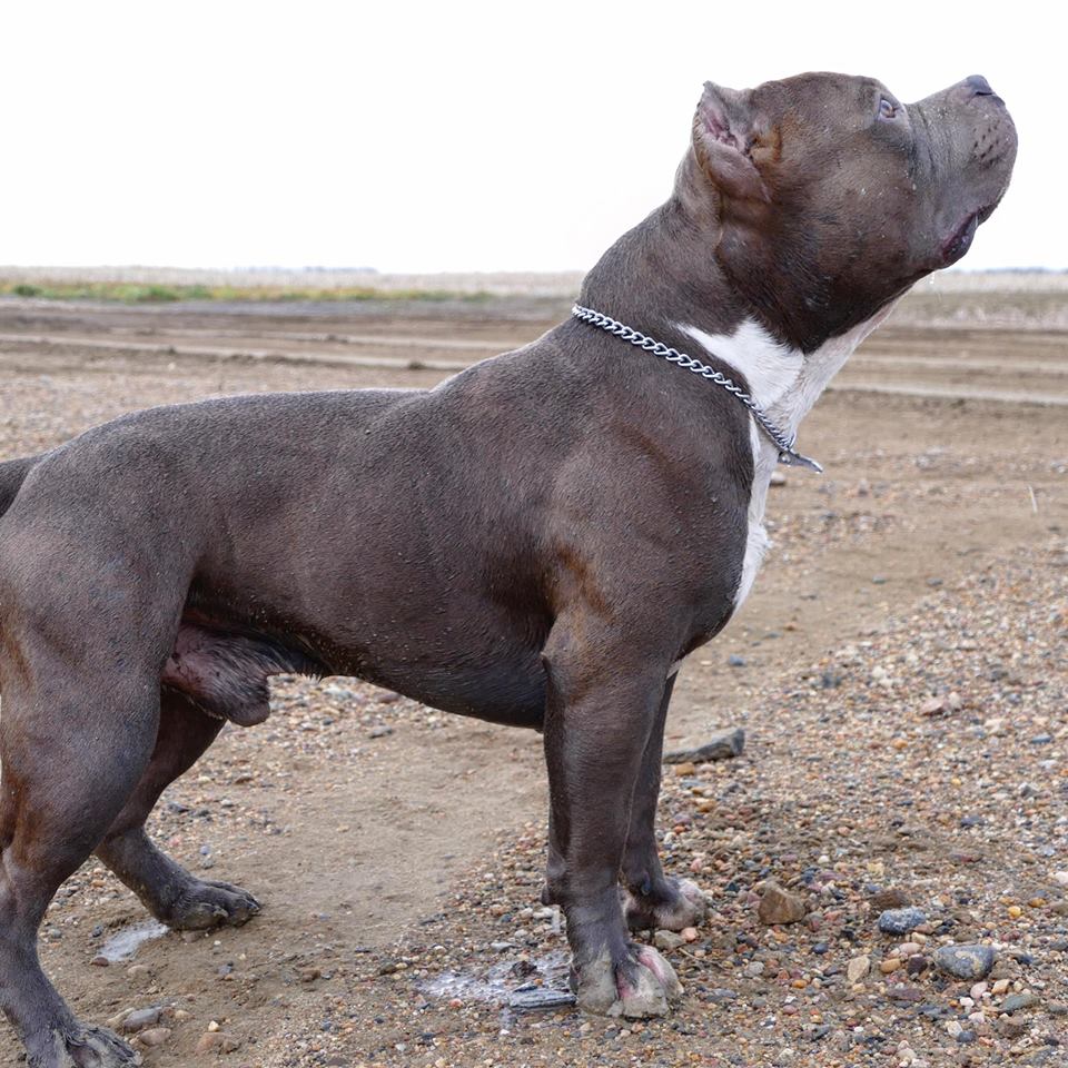 WOODSIE | Border City Bullies