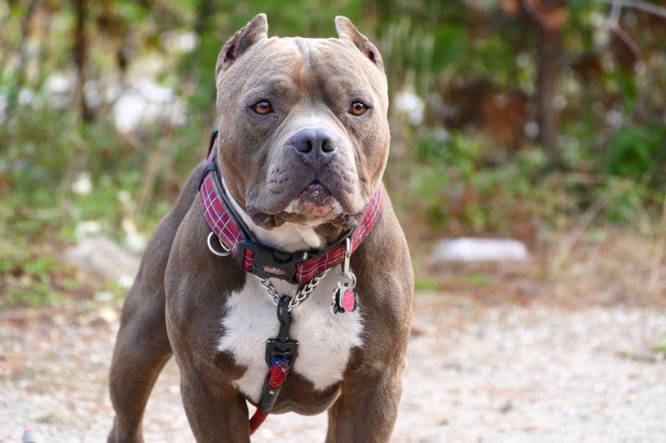 WOODSIE | Border City Bullies