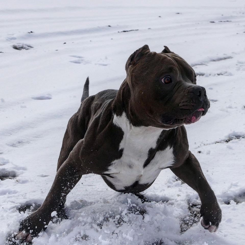 WOODSIE | Border City Bullies