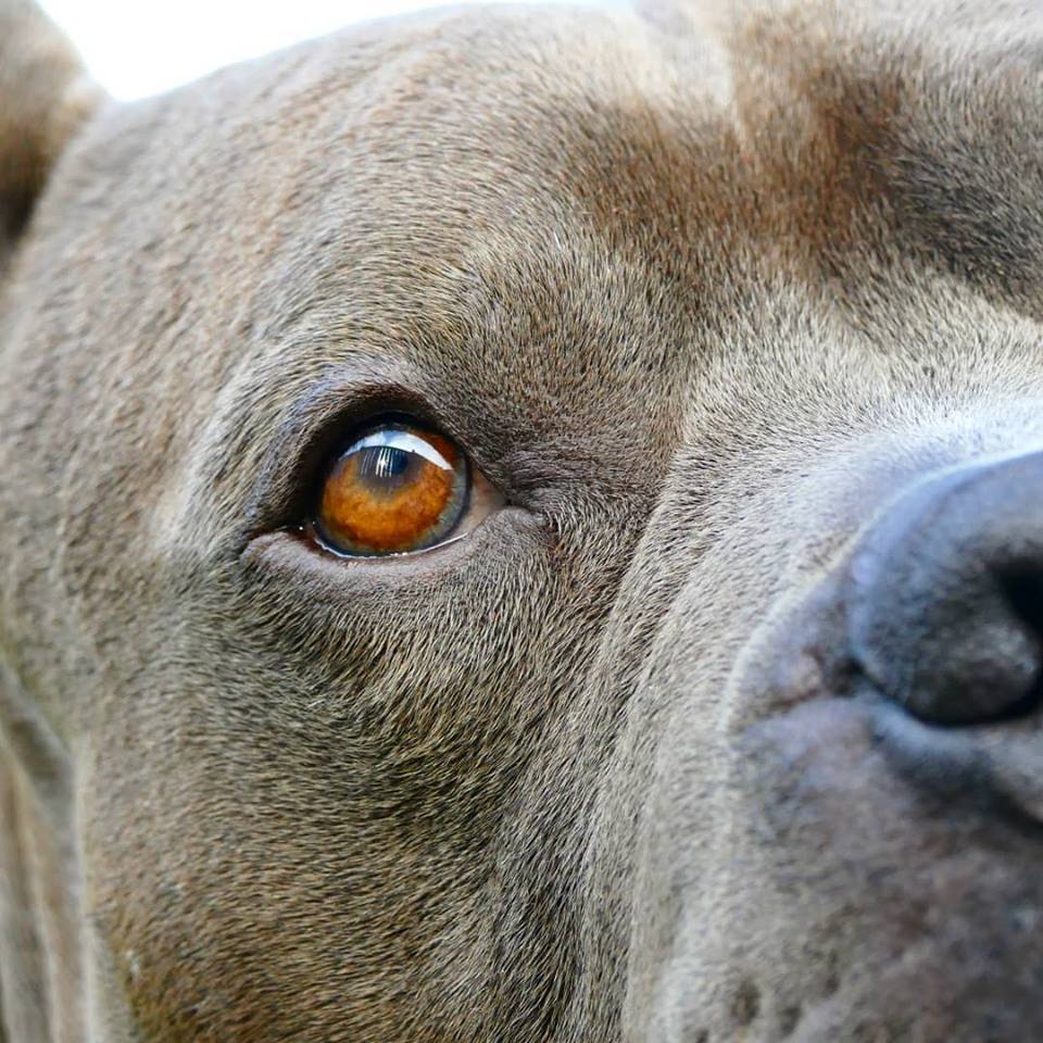 WOODSIE | Border City Bullies