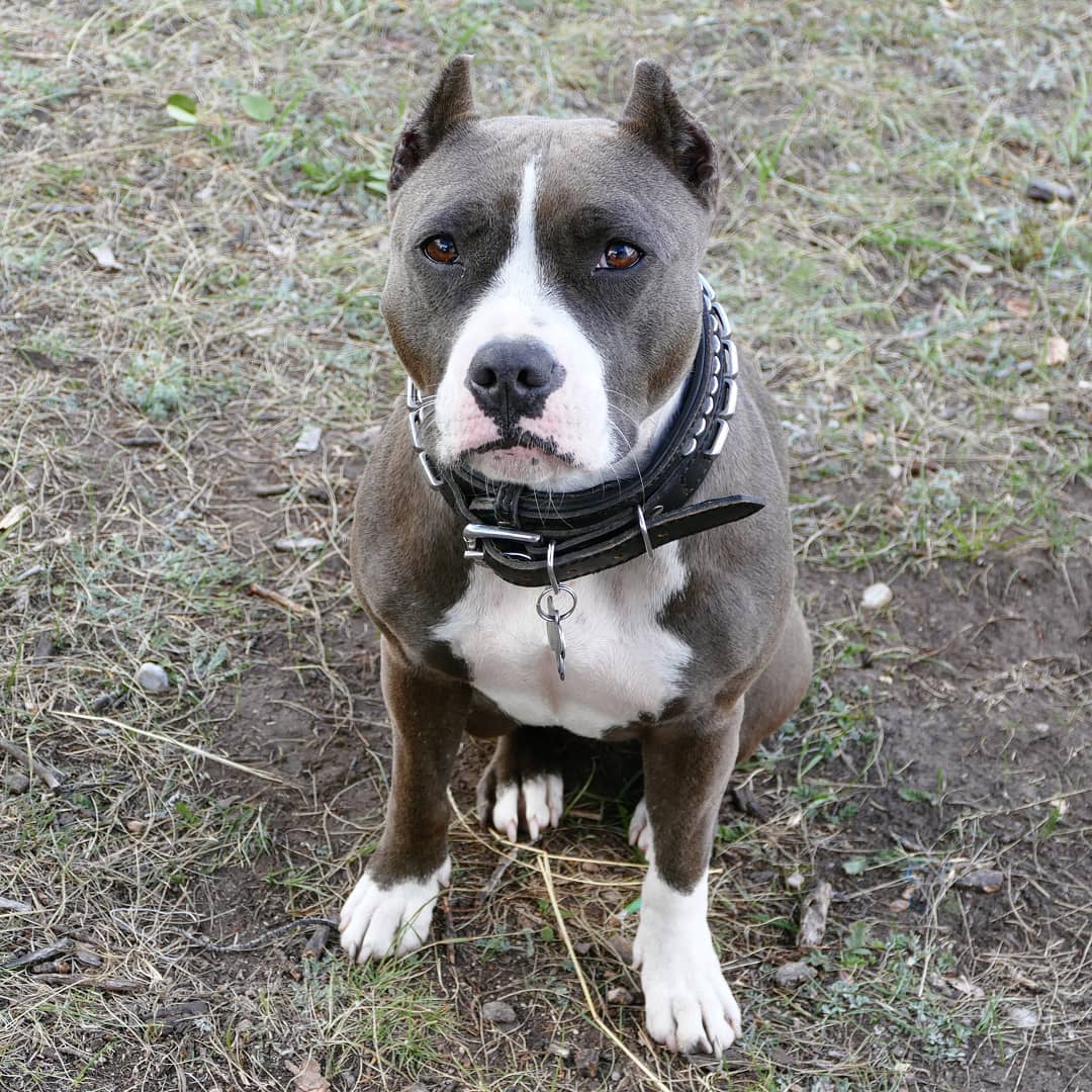 KALI | Border City Bullies