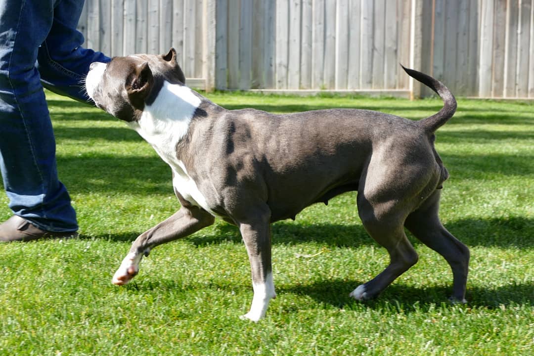 KALI | Border City Bullies