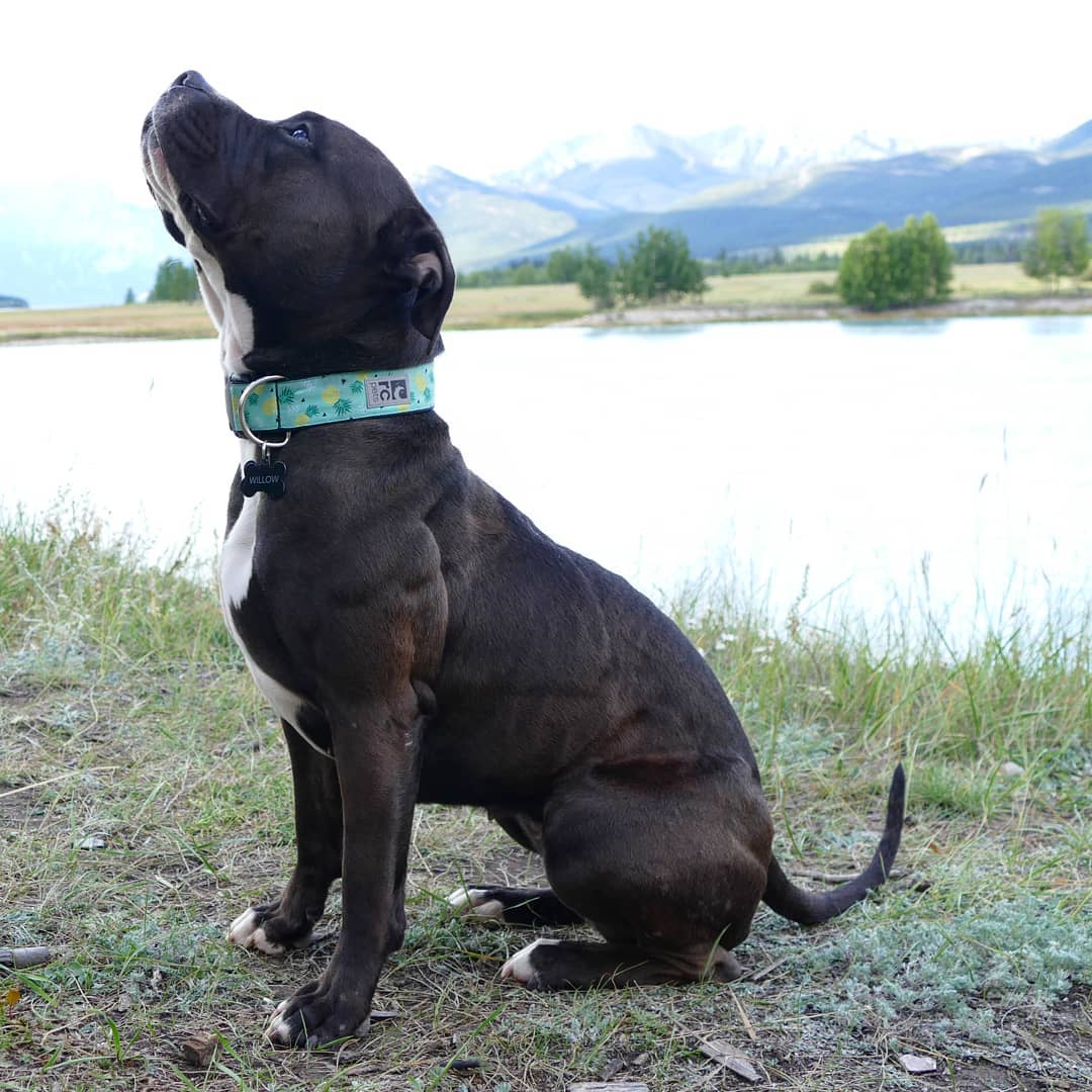 WILLOW | Border City Bullies