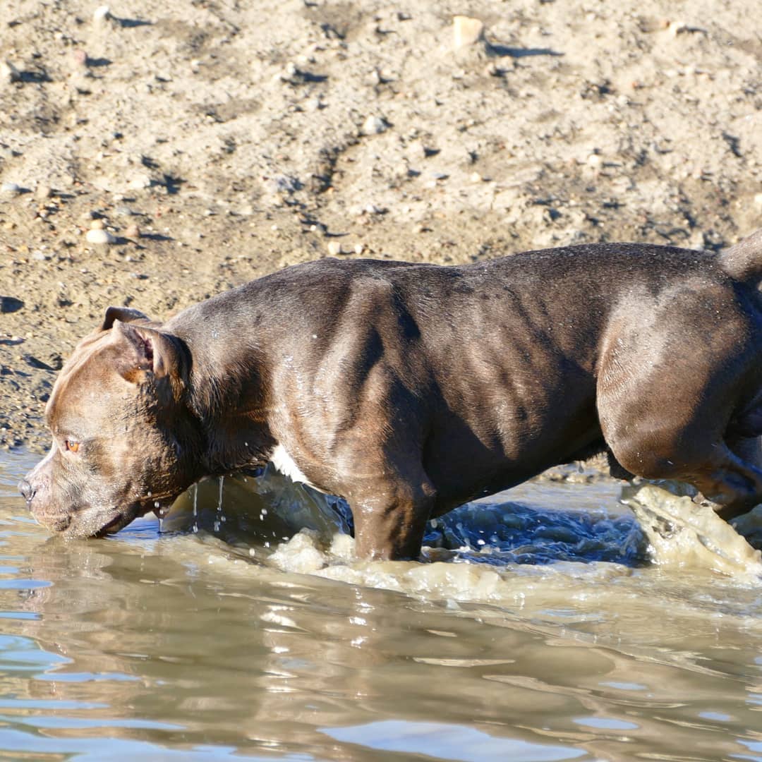 WOODSIE | Border City Bullies