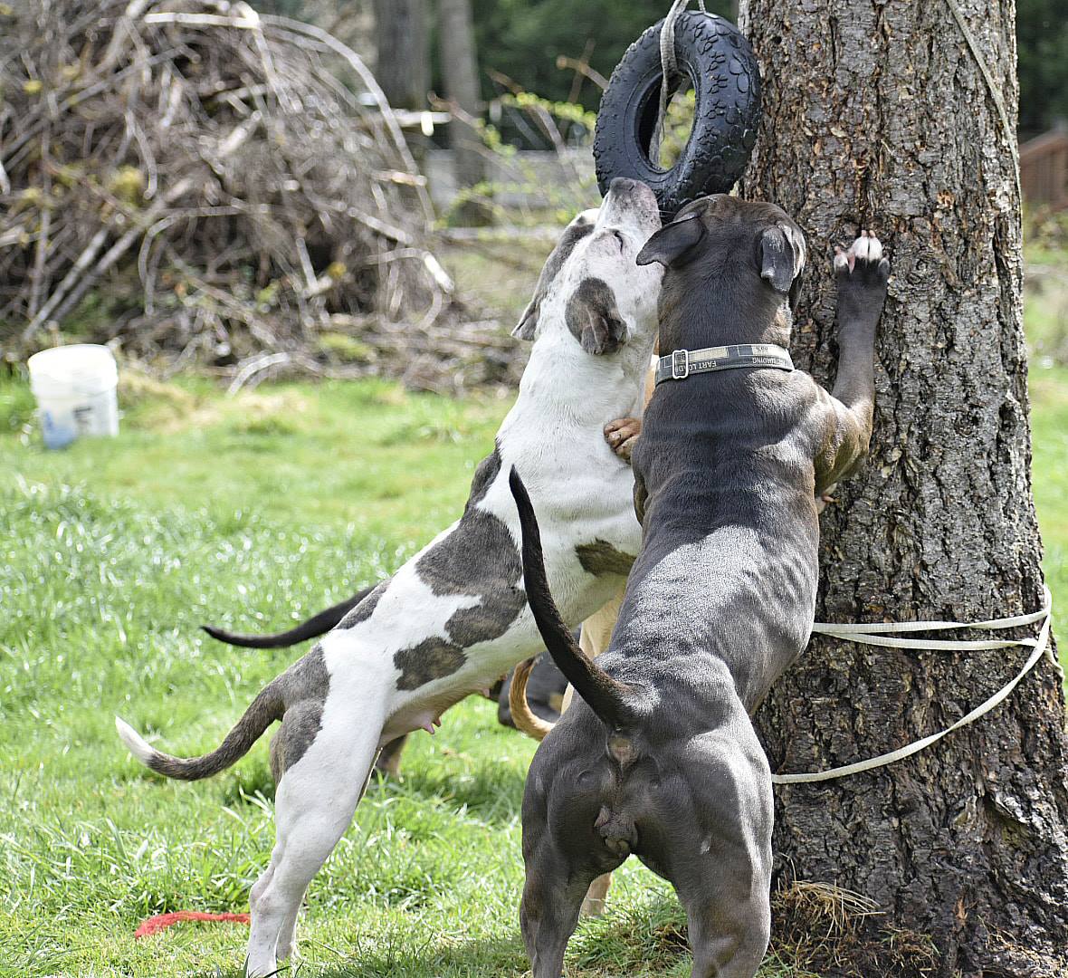 WILLOW | Border City Bullies