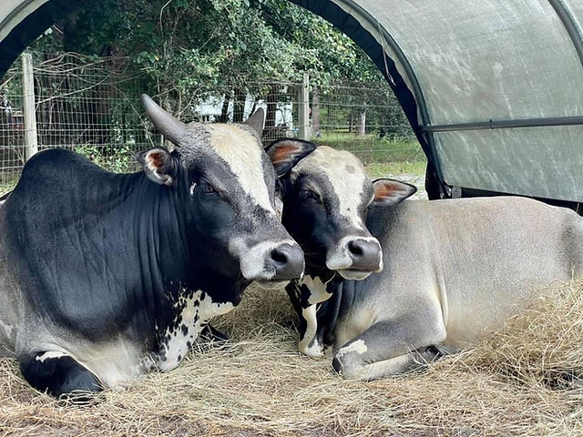 mini zebu