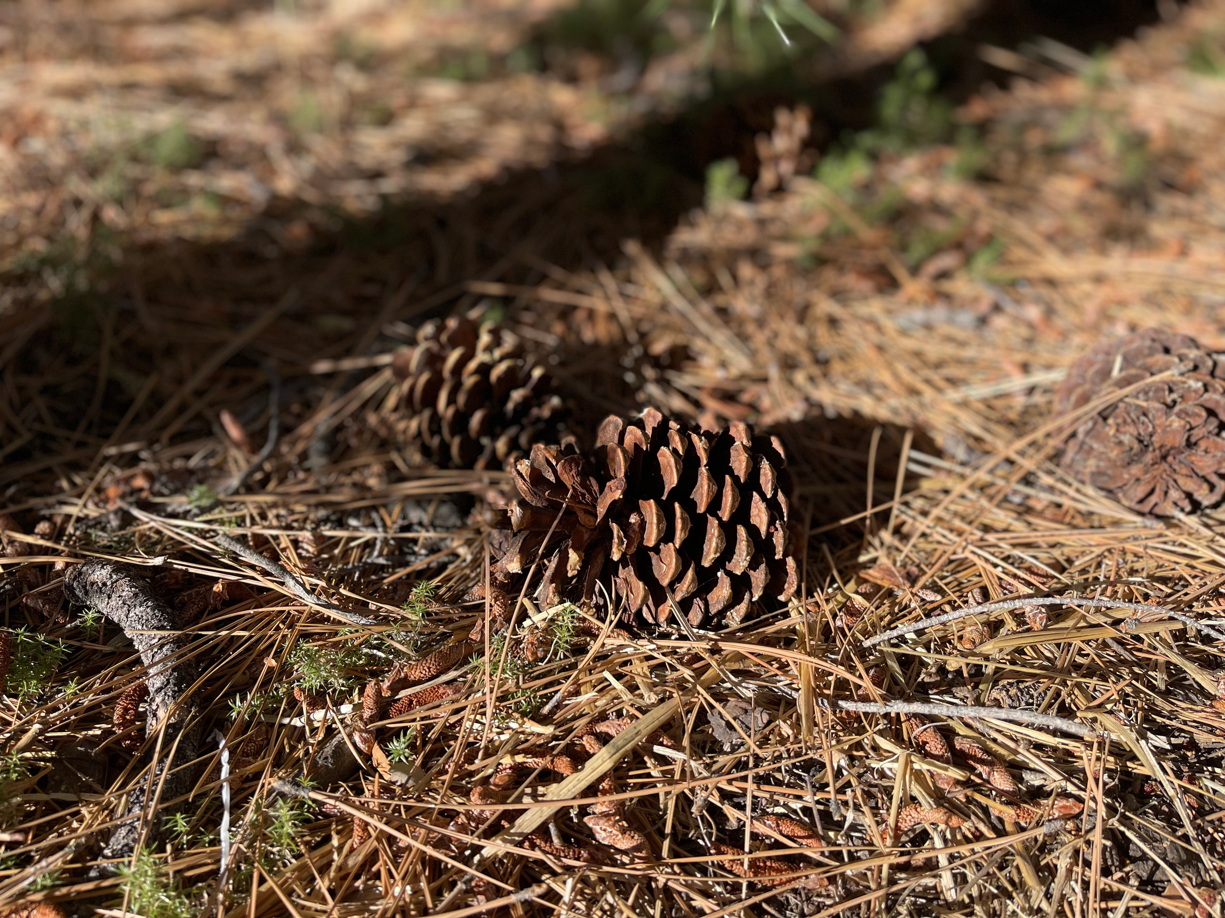 pine tree sap edible