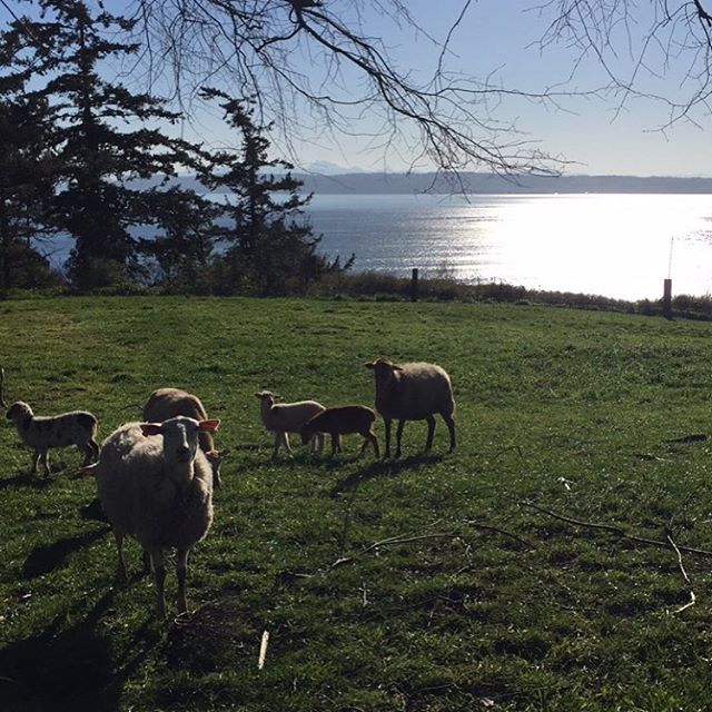 Our Animals | 3 Sisters Farm