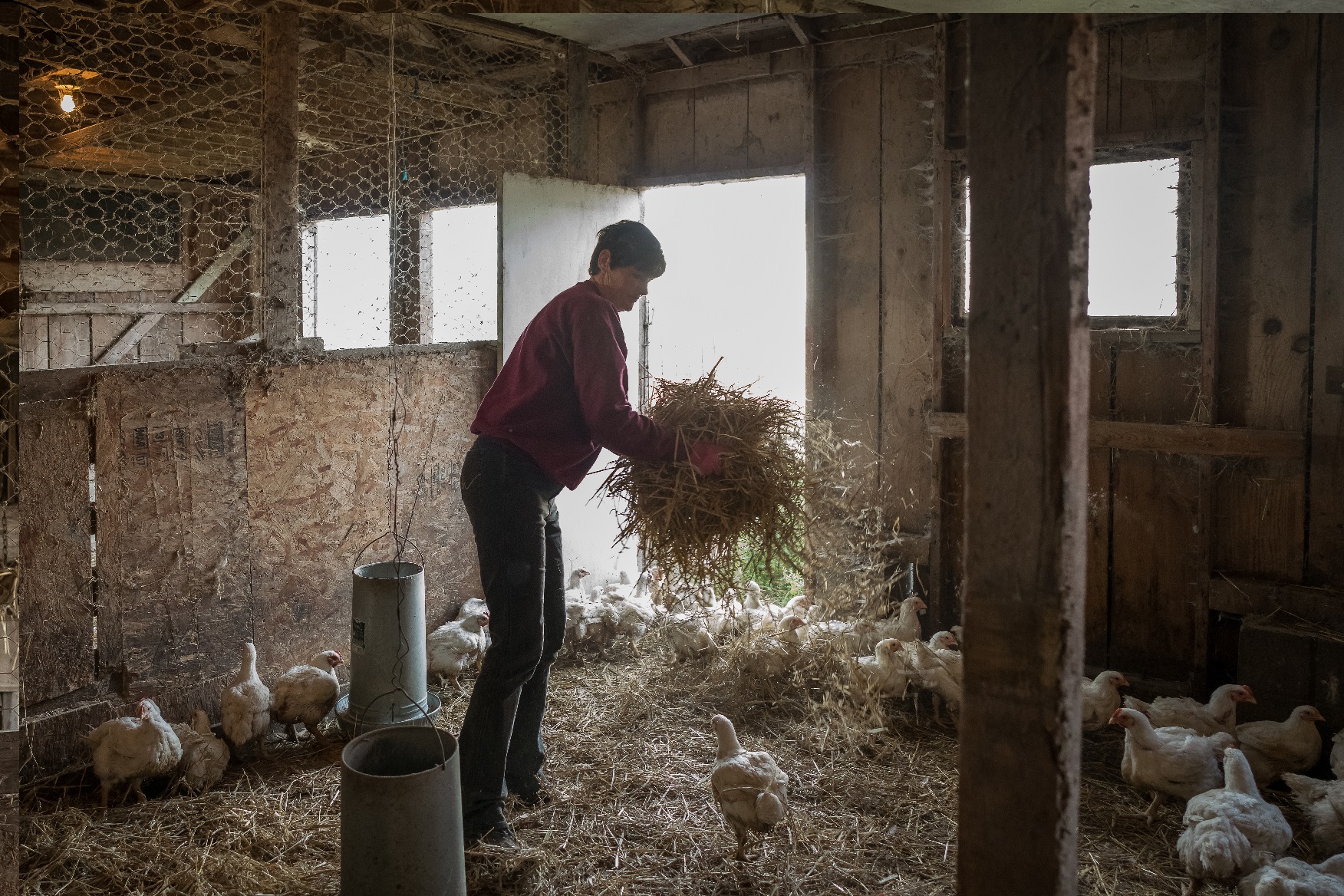 Our Animals | 3 Sisters Farm