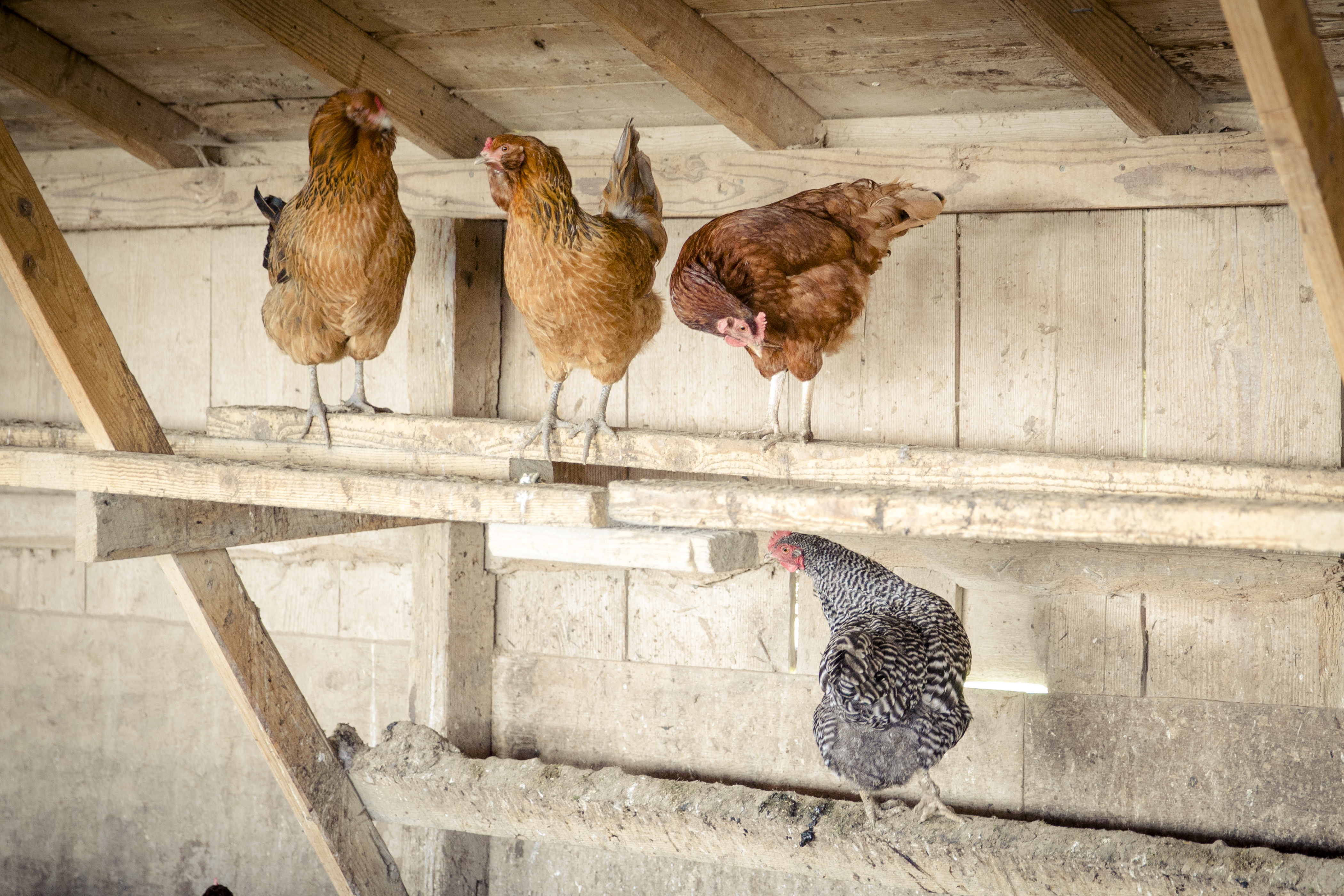 Our Animals | 3 Sisters Farm