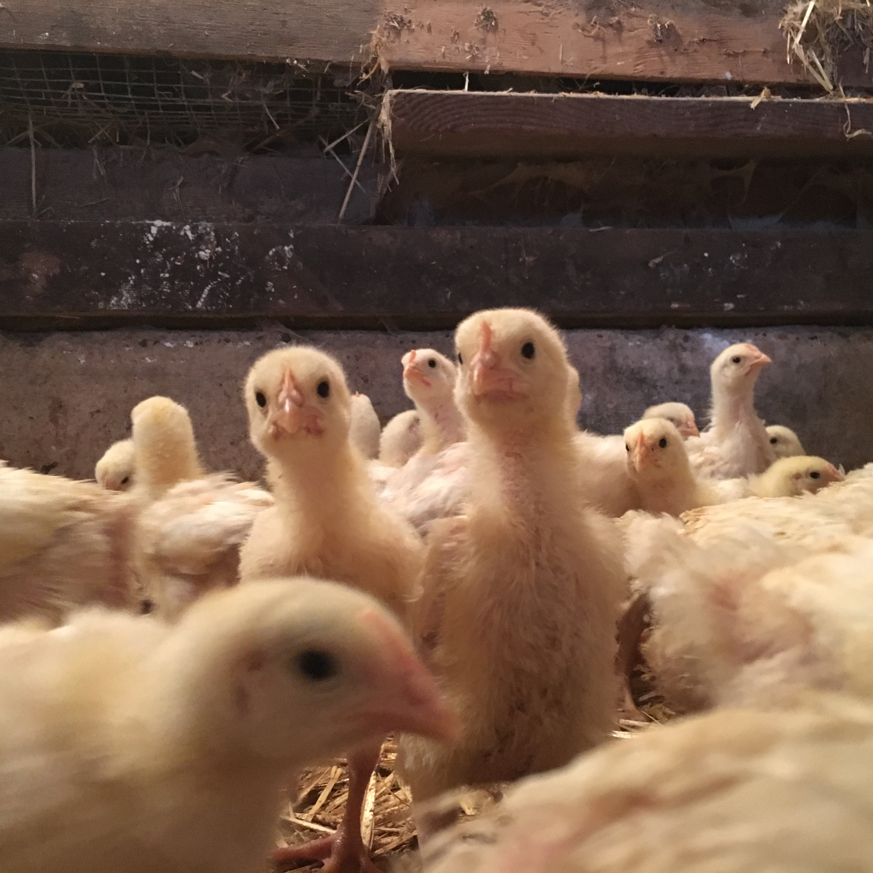 Our Animals | 3 Sisters Farm