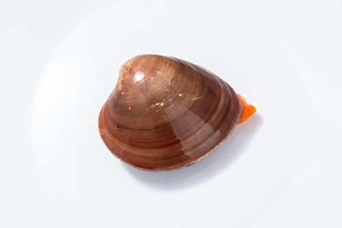 Almeja chocolata (12pz) | Aquarium