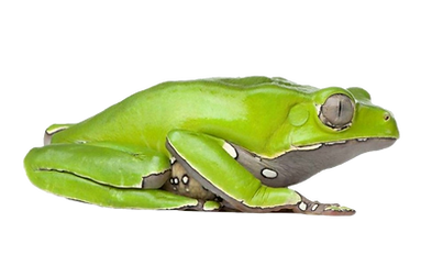 About Kambo | Kambo Frog UK | England