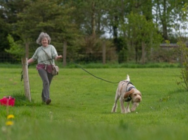 Book Online | Amy Millward Dog Training