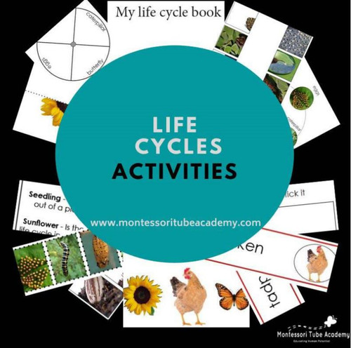 Life Cycles Pack | Montessori Academy
