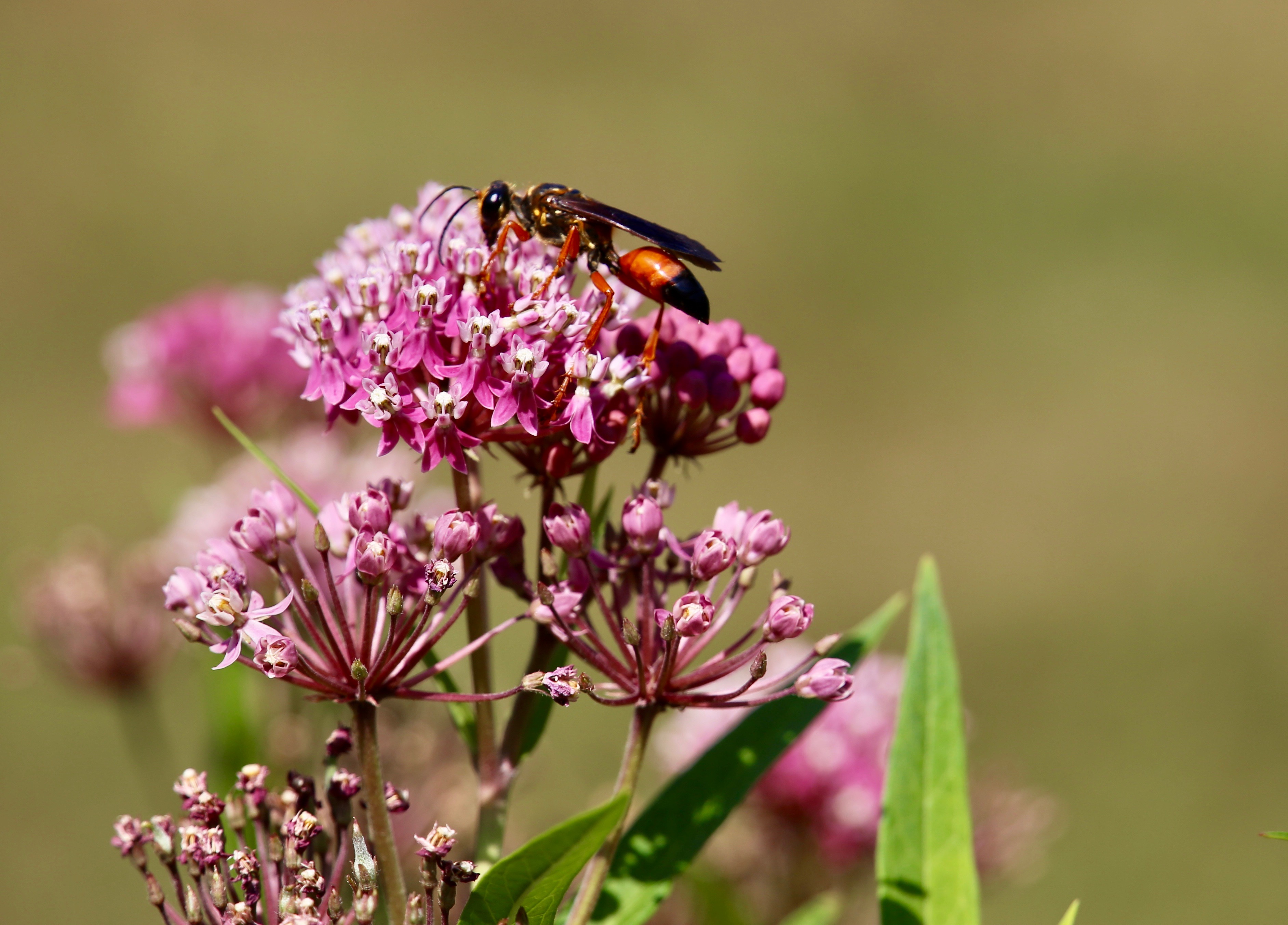 Cleveland Pollinator and Native Plant Symposium