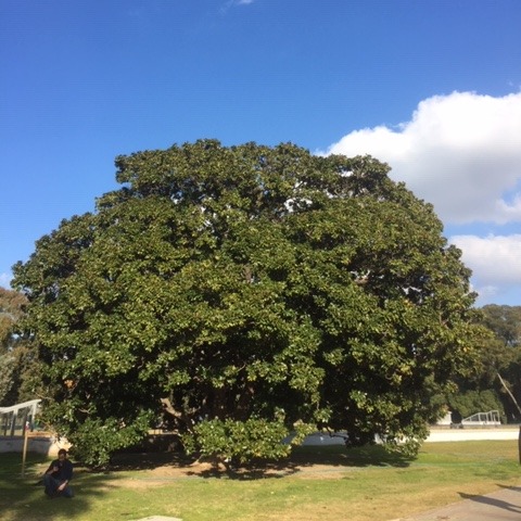 Honoring the Majestic Magnolia Tree