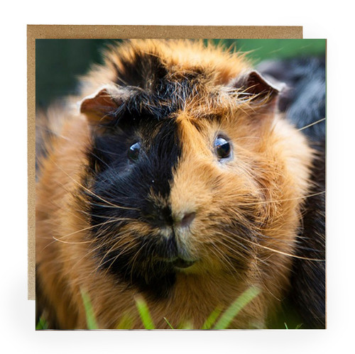 Guinea Pig greeting card - pet greeting card | Alexsharp