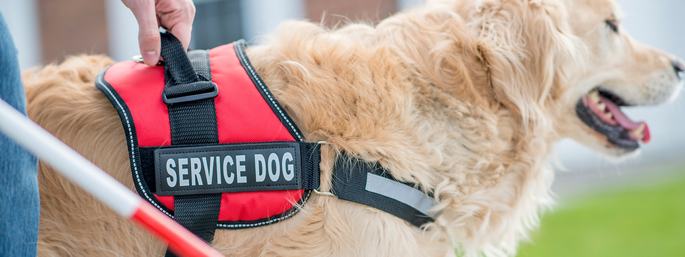 What Is A Service Dog?