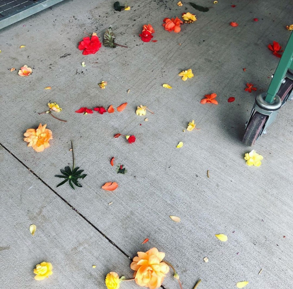 Fallen Flowers