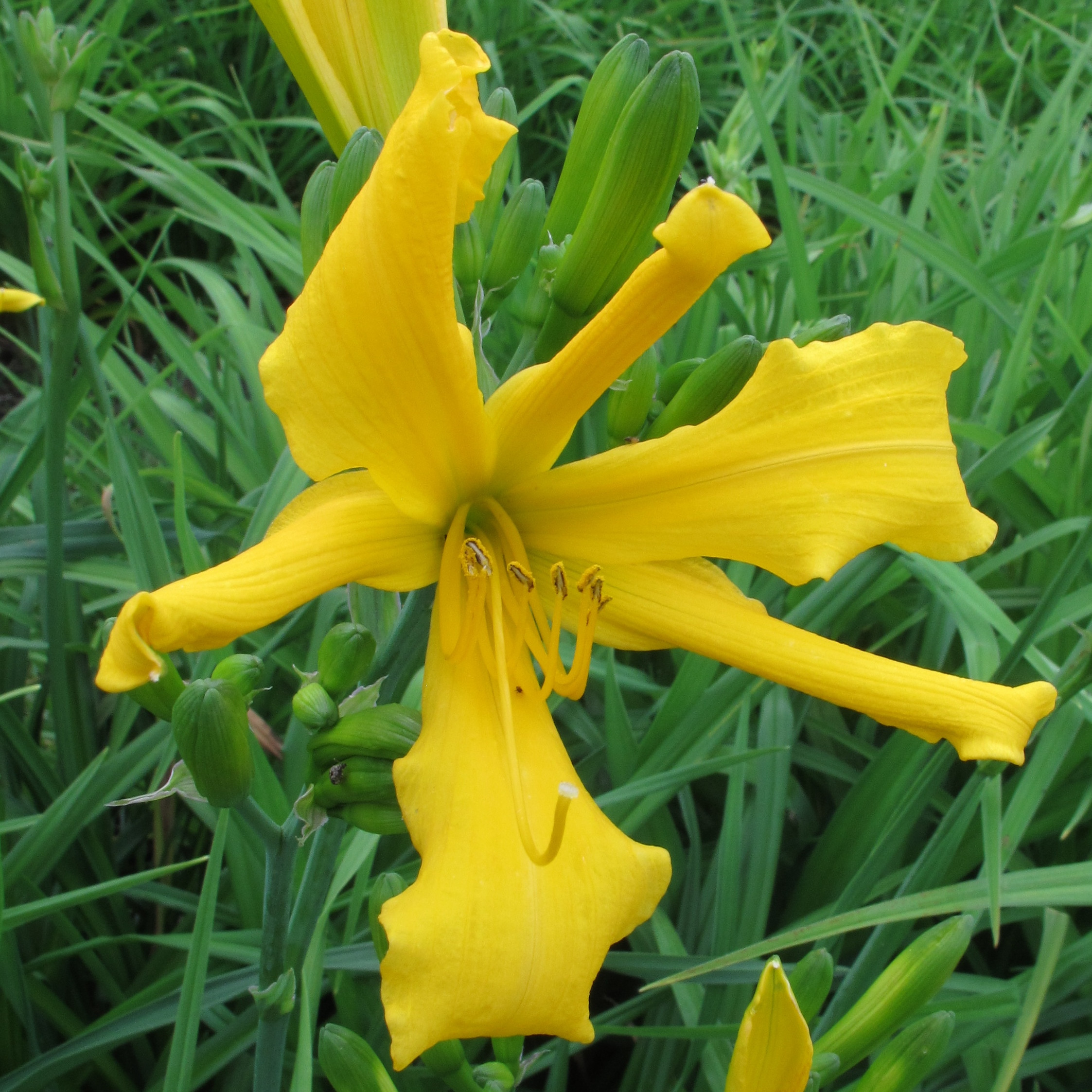 Refined By Fire | Glory Be Gardens