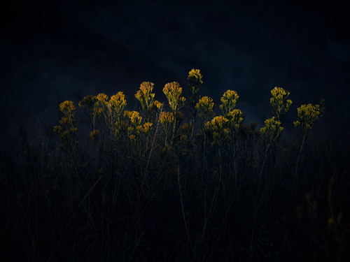 Morning Flush | KJB Images