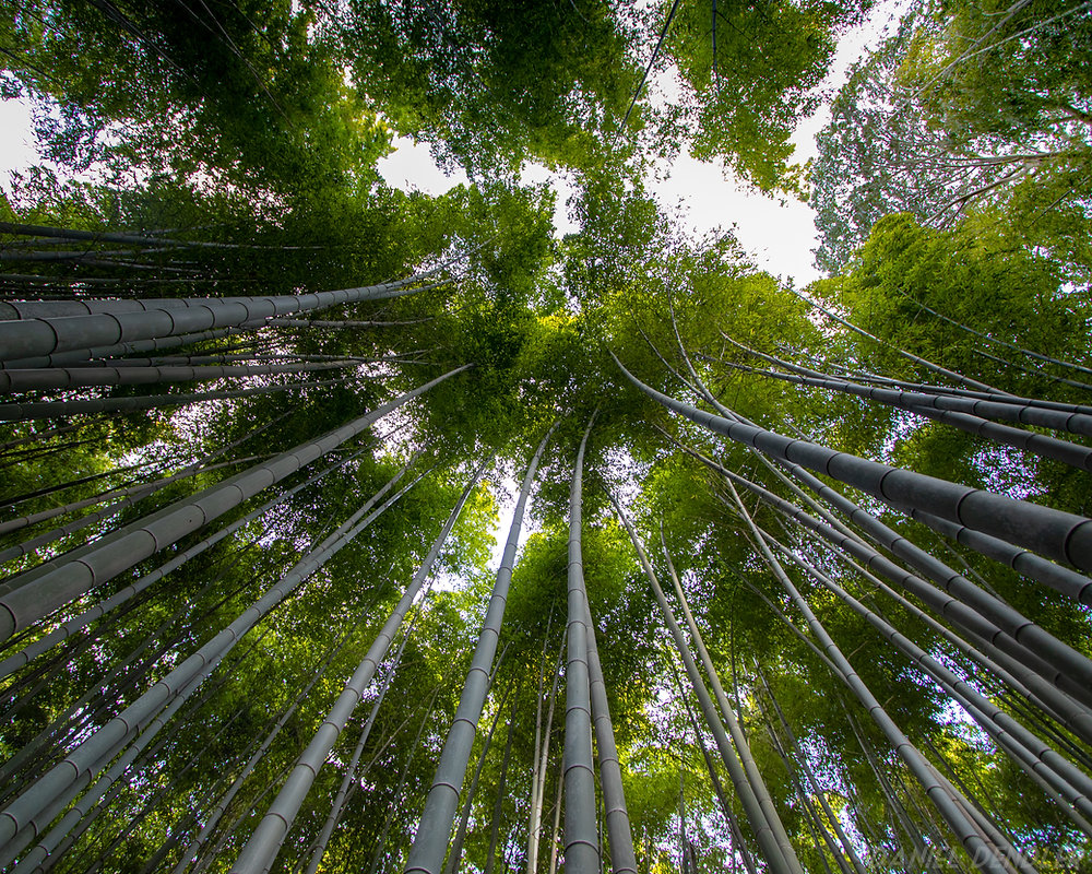 A Beginner s Guide To Japanese Writing And Pronunciation a-beginner-s-guide-to-japanese-writing-and-pronunciation