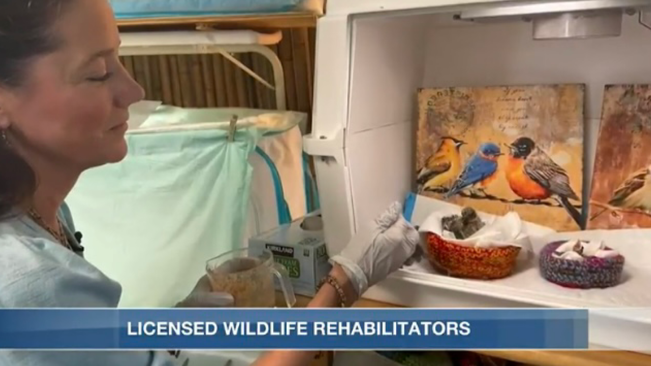 Be a Rehabber | For The Birds of Acadiana / Wildlife Rehabilitation ...