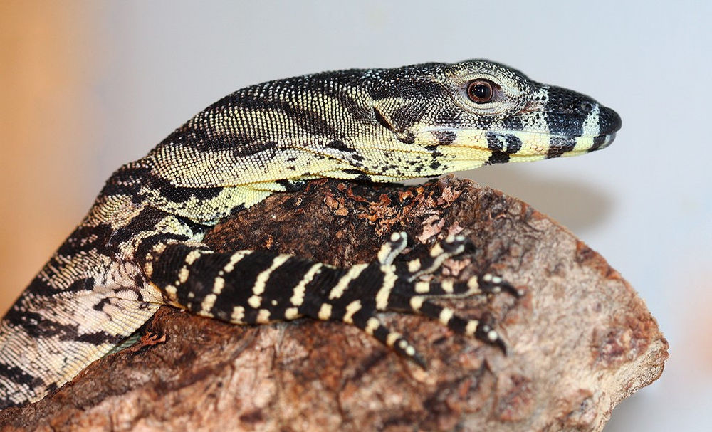 How To Best Care For Your Lace Monitor