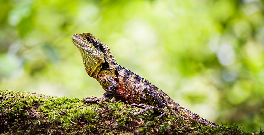 How To Best Care For Your Water Dragon