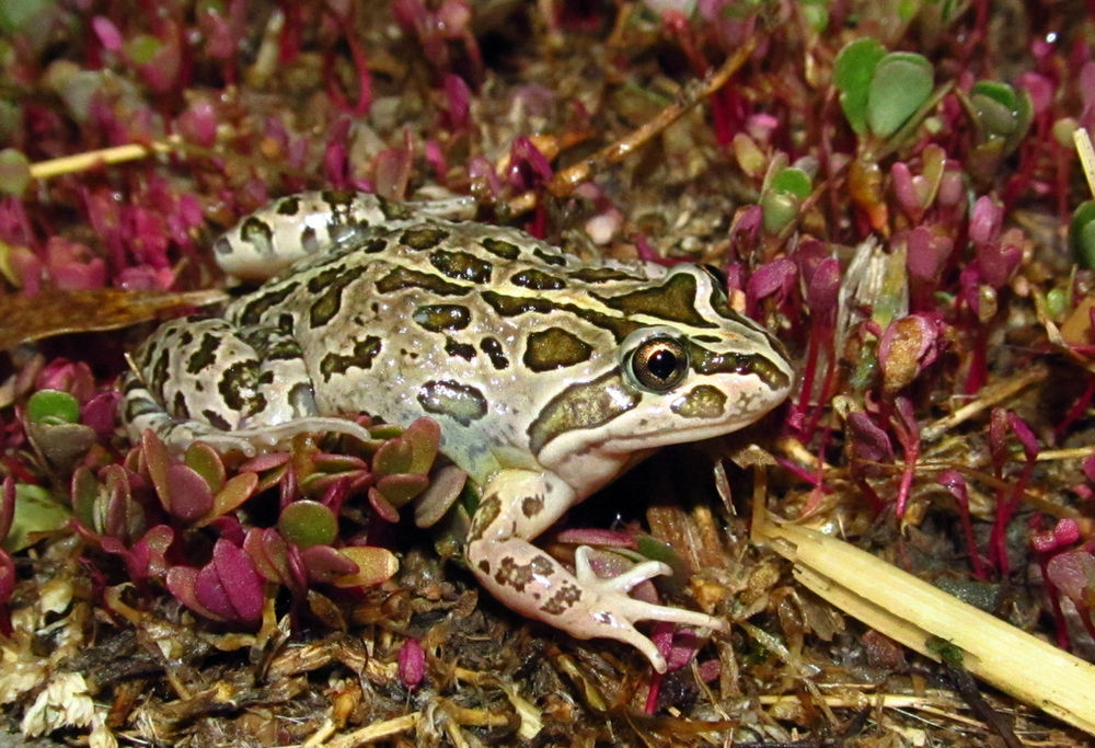 How To Best Care For Your Spotted Marsh Frog