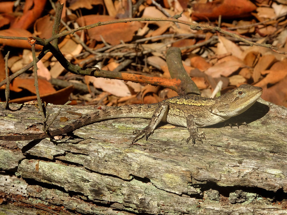 How To Best Care For Your Jacky Dragon