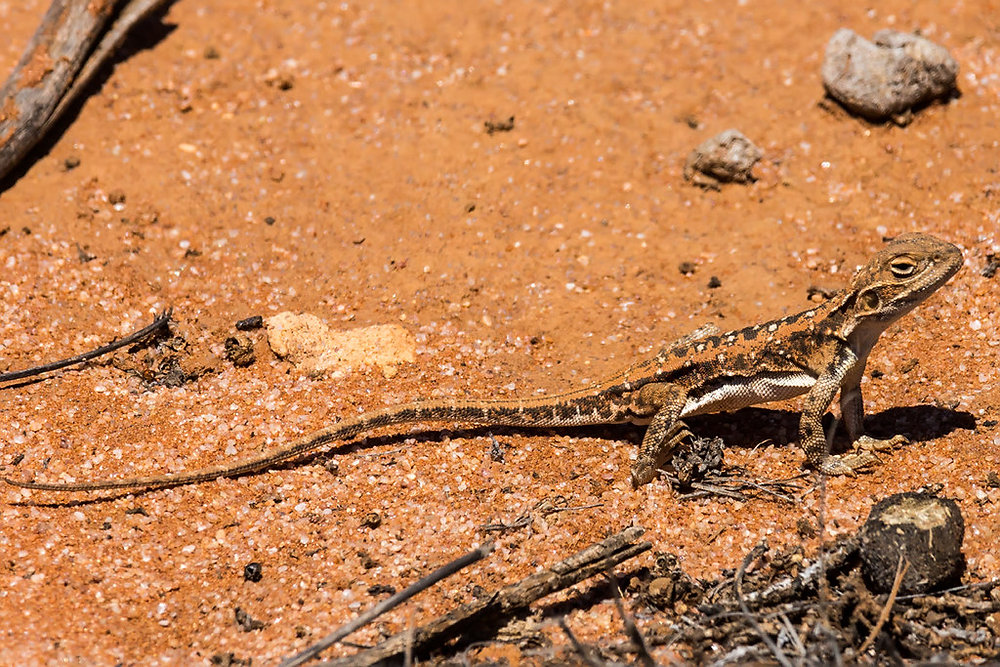 How To Best Care For Your Painted Dragon