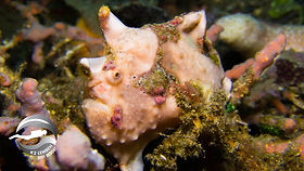 longlure frogfish predators