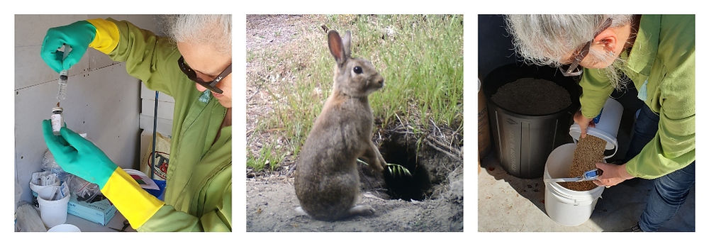 Rabbit Control Calicivirus RHDV1-K5 Release Program