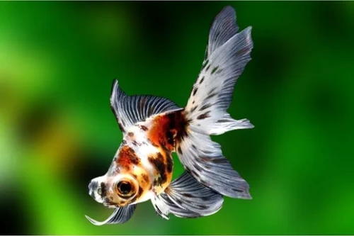 Kinguio Médio (Red Cap-Oranda-Fantail) em Ponta Grossa | Paiva Agrofish ...