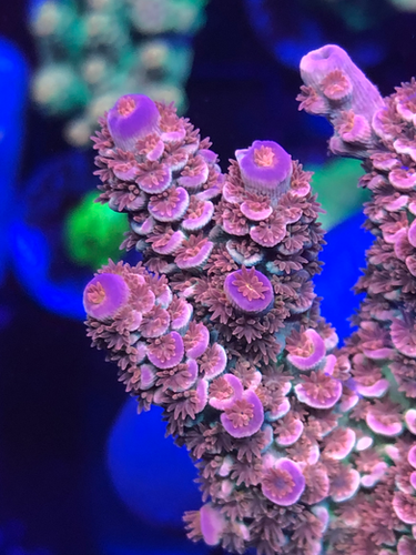 PTR The Pink Tenuis | Poo Tang Reefs